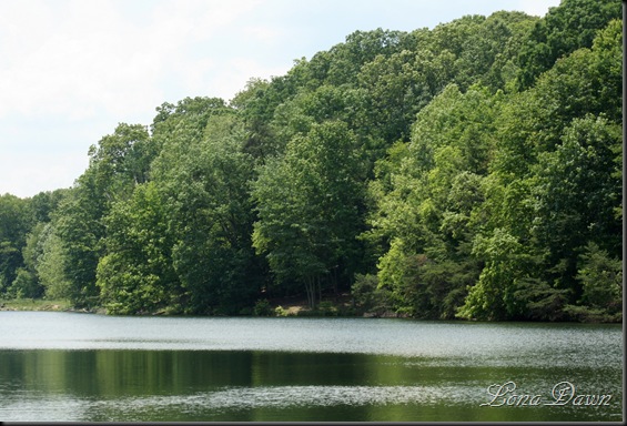 Nature's Scenic View: Happening Now At Rose Lake